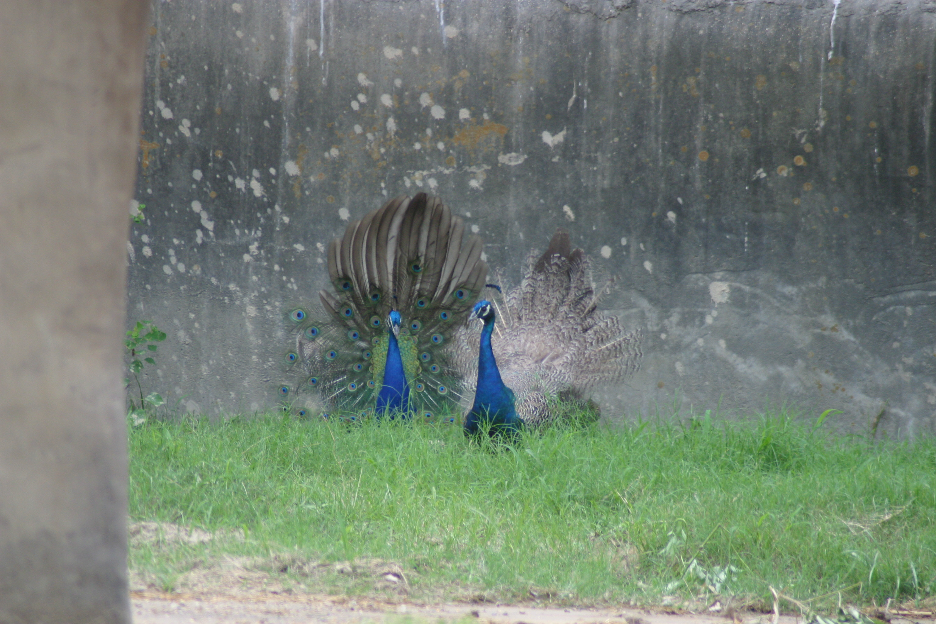 Peacocks Agianst The Wall Shutterbug